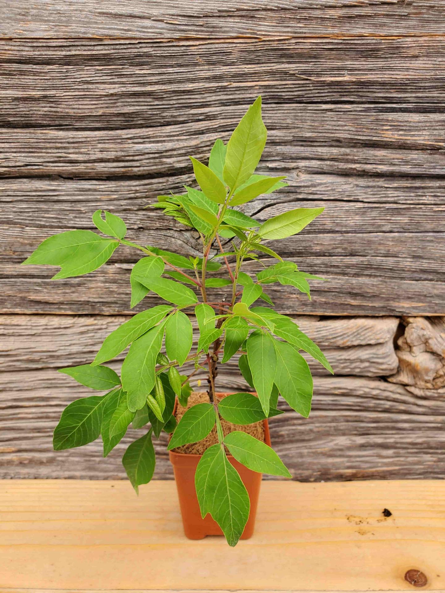 Shining Sumac - Shop - Ontario Native Plants