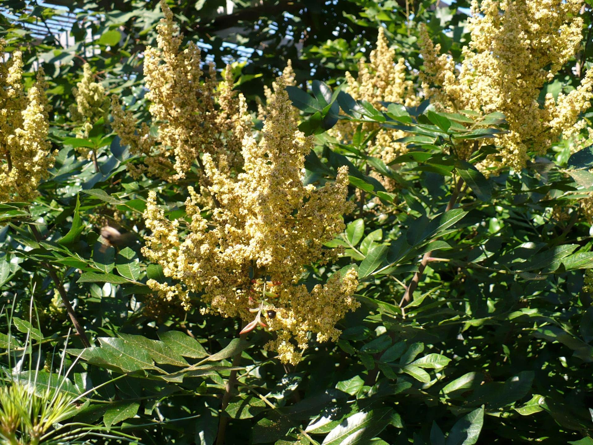 Shining Sumac - Shop - Ontario Native Plants