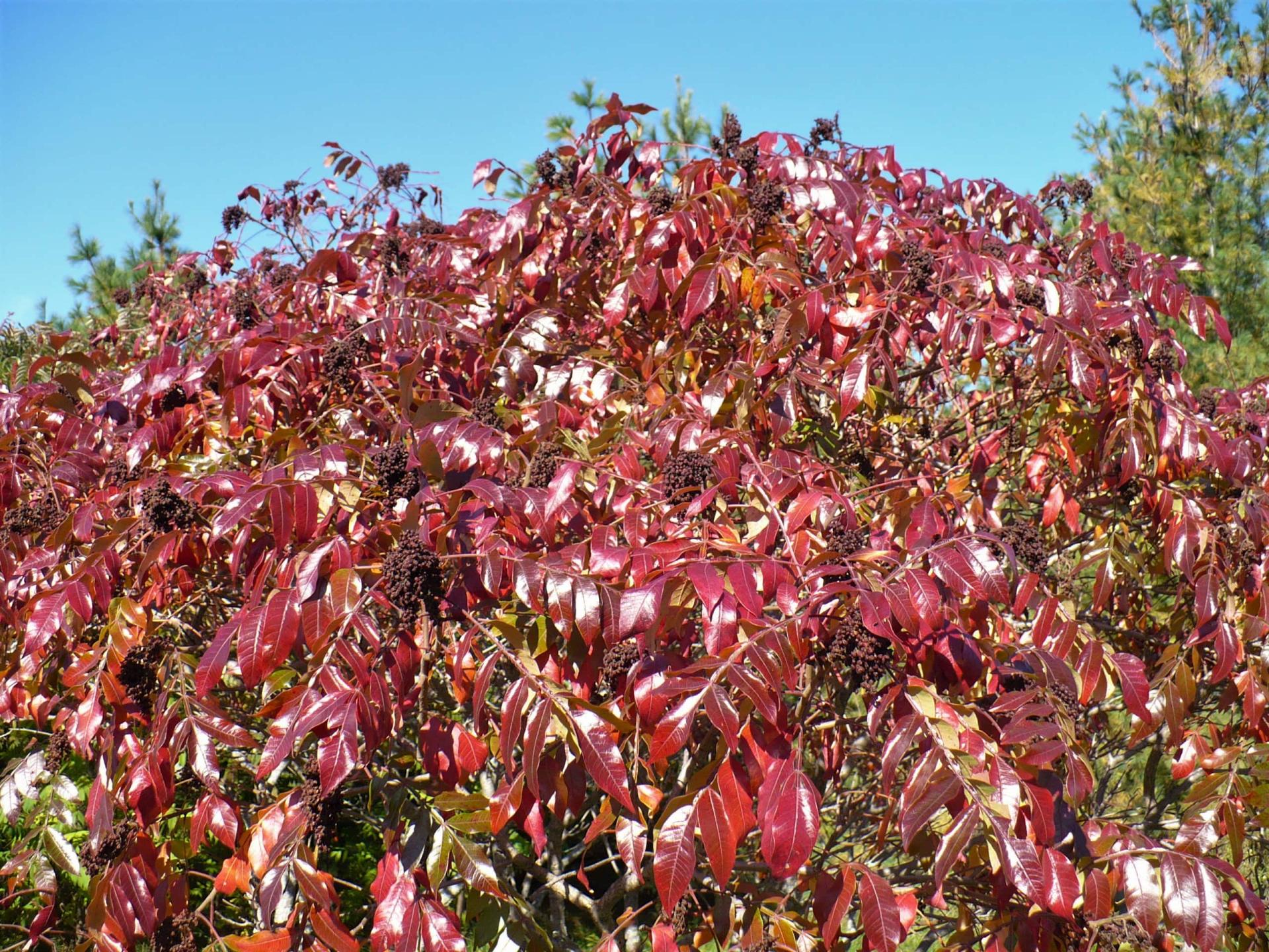 Shining Sumac - Shop - Ontario Native Plants