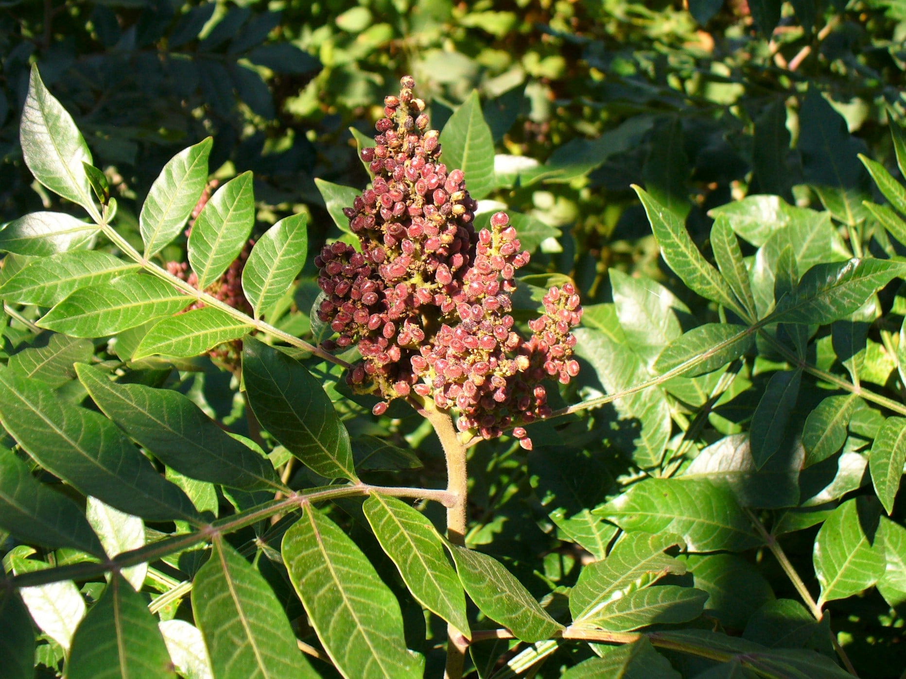 Shining Sumac - Shop - Ontario Native Plants
