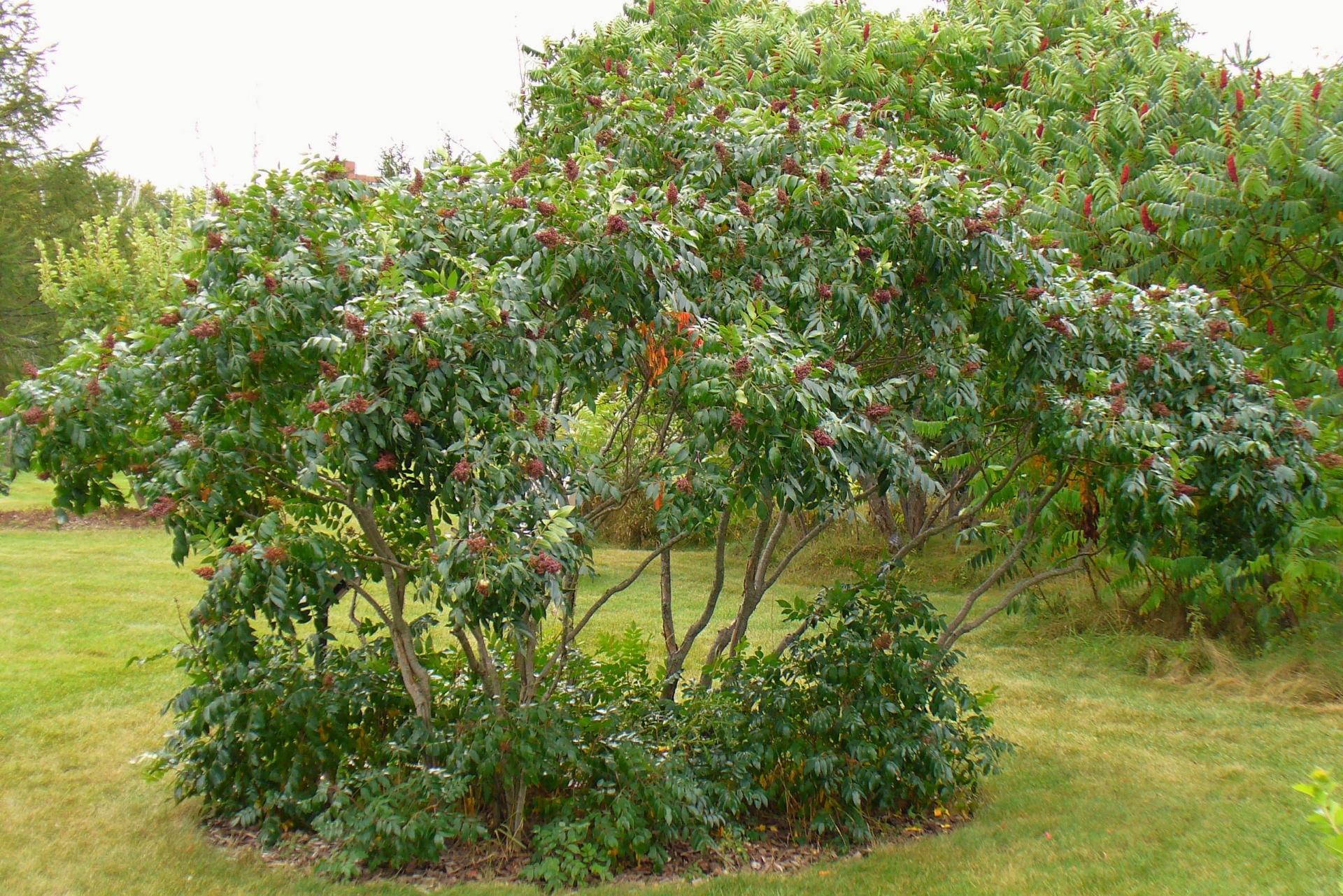 Shining Sumac - Shop - Ontario Native Plants