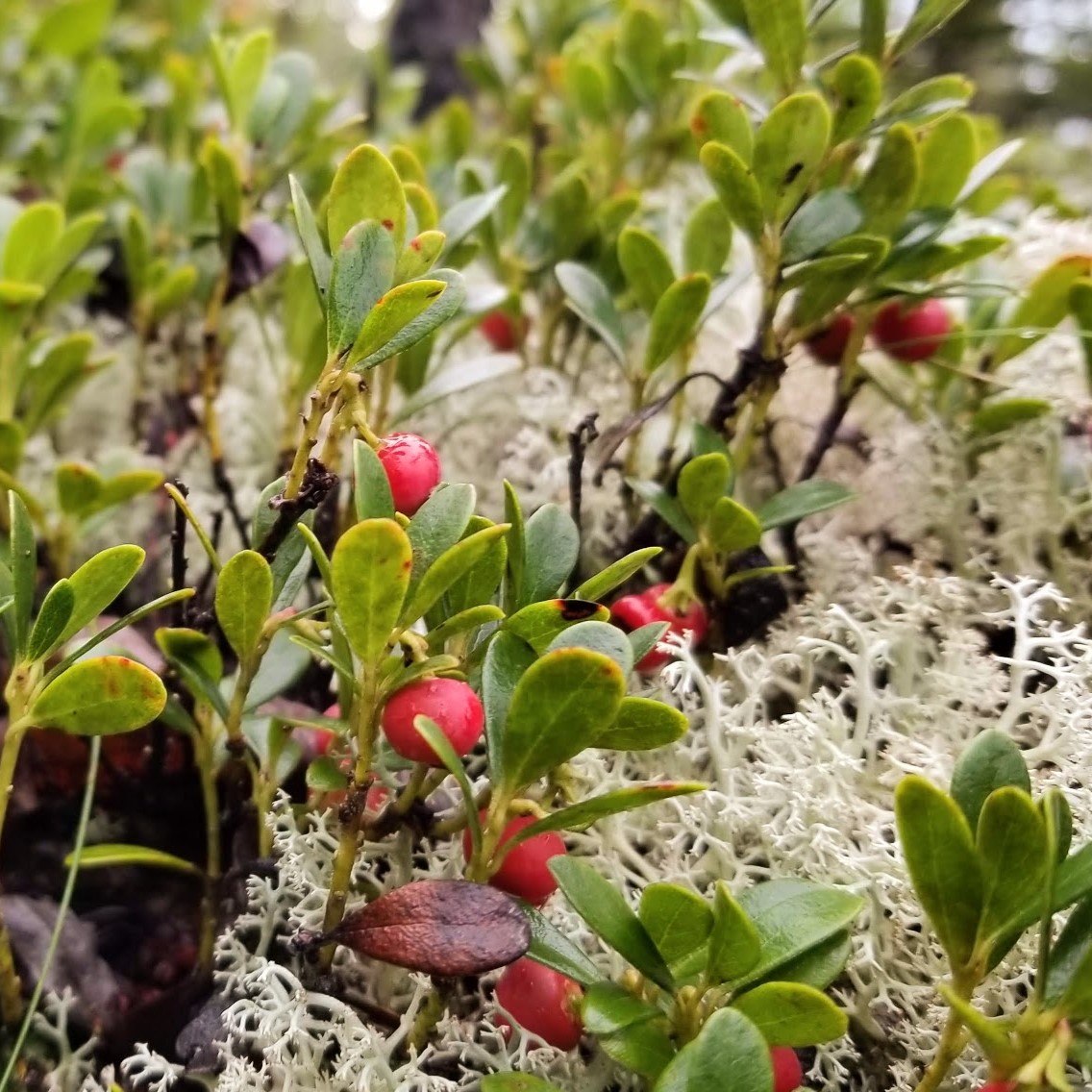 Ontario Native Plants - Native Plants Delivered to Your Door