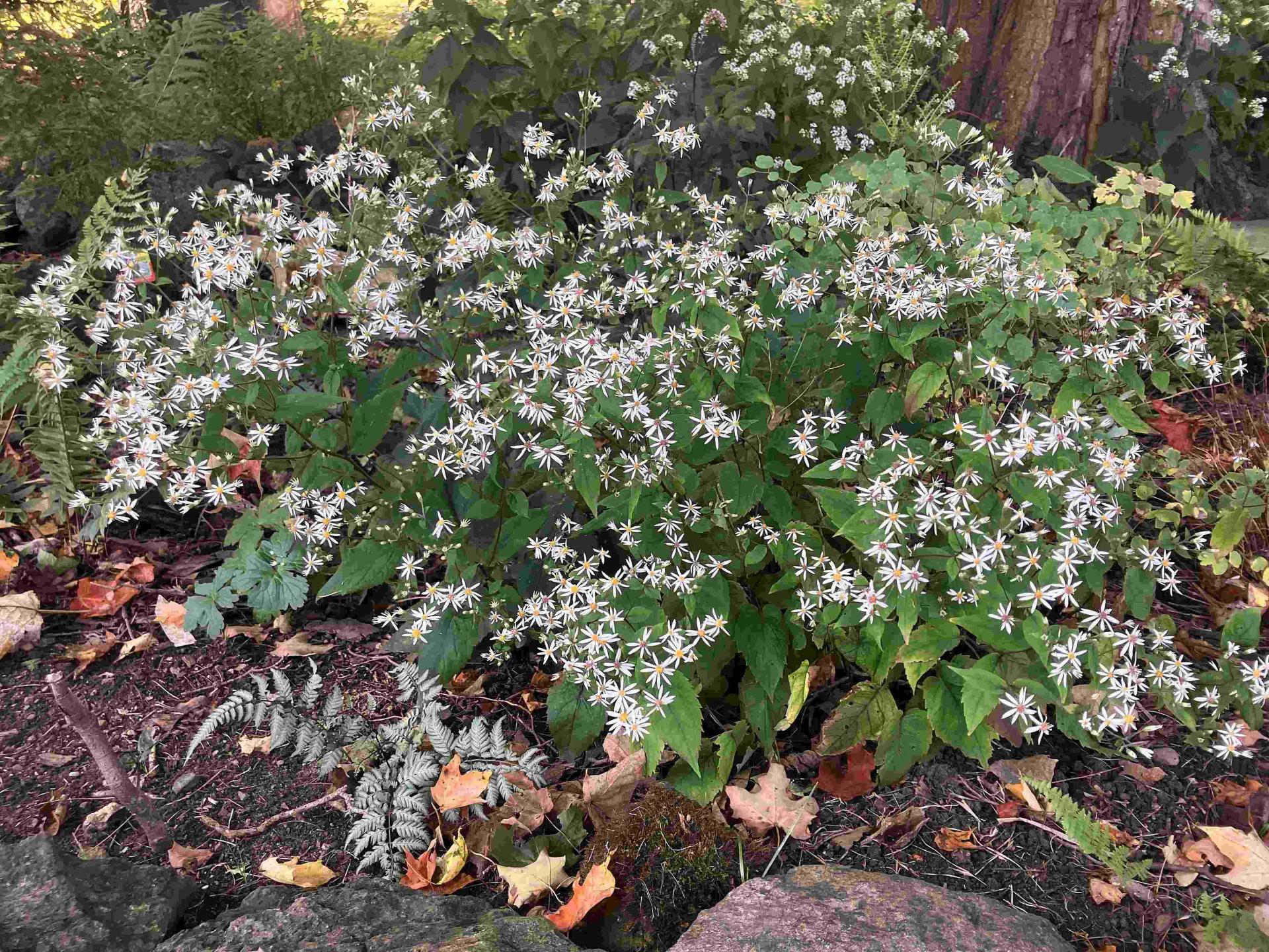 White Wood Aster - Shop - Ontario Native Plants